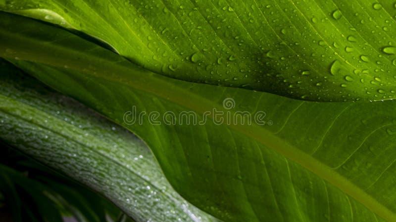 Abstract Background of Leaf with Splash of Water Stock Image - Image of ...