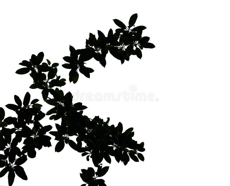 Abstract Background with Leaves Silhouette Texture Pattern Stock ...