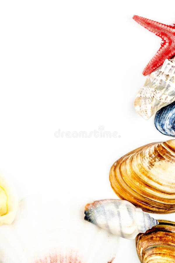 Abstract Background Made of Shells White Background Stock Image - Image ...