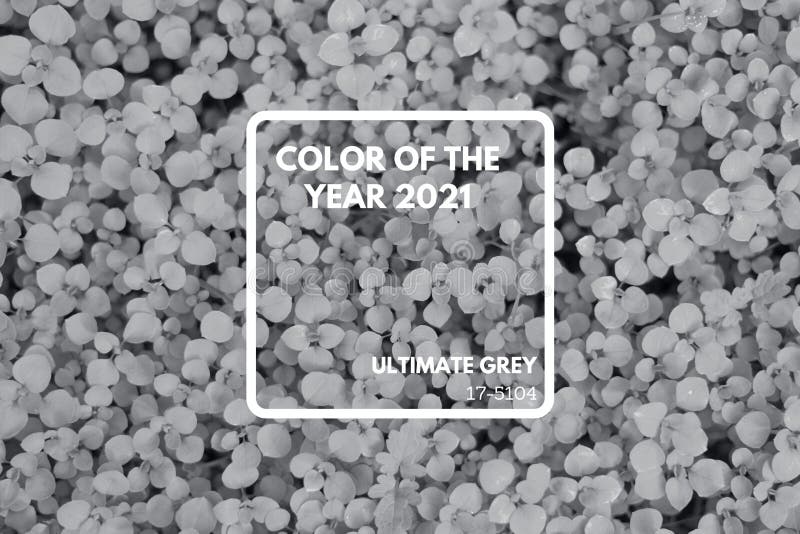 Abstract Background with Many Tiny Grey Leaves Editorial Image - Image ...