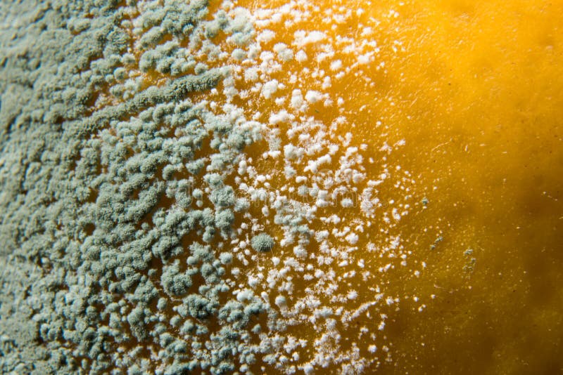 Abstract Background of Mold on the Surface of a Yellow Lemon Macro ...