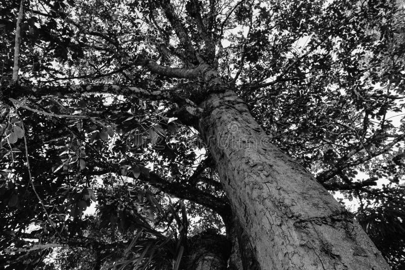 Abstract Background Monochrome Forest Tree Stock Image - Image of ...