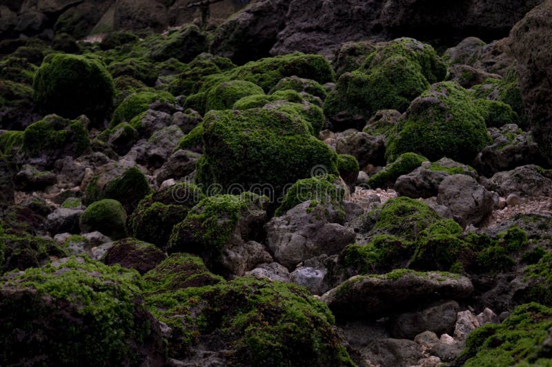 An Abstract Background of Mossy Rocks Texture on the Beach Stock Image ...