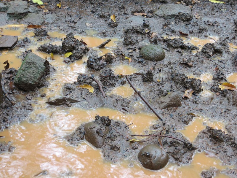 Muddy soil from the rain stock image. Image of surface - 116143943