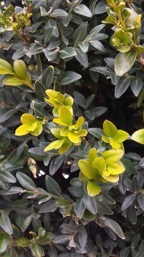 Abstract Background of Nature-a Bush with Green and Light Green Leaves ...
