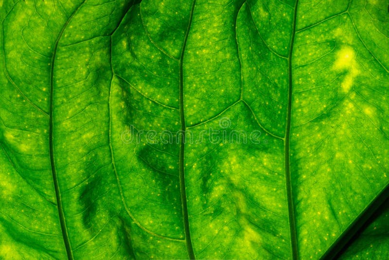 The Abstract Background of the Nature of the Stranded Structure of Lush ...