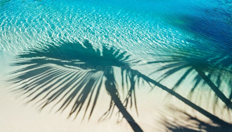 Abstract Background Palm Leaf Shadow from Above Over Transparent Water ...