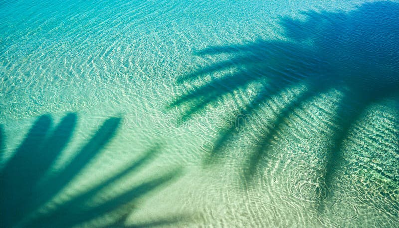 Abstract Background Palm Leaf Shadow from Above Over Transparent Water ...