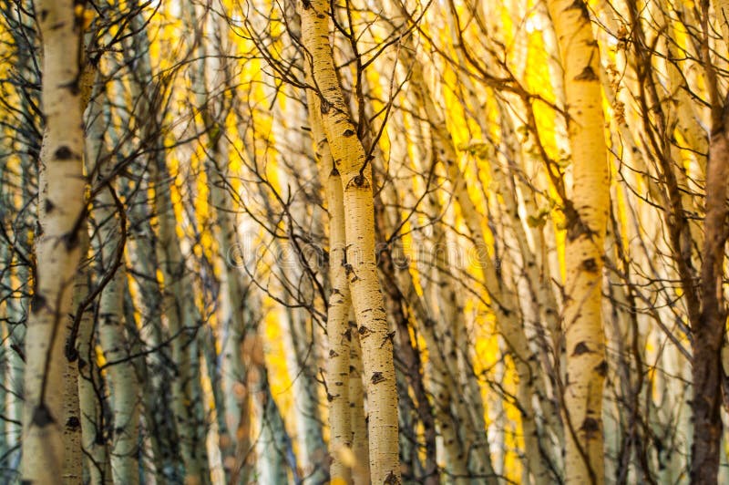 Aspen Trees stock photo. Image of pines, forest, field - 2005932