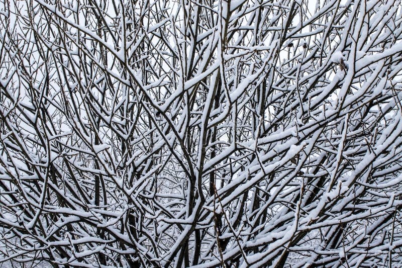 Abstract Background from a Pattern of Snow-covered Branches of a Tree ...