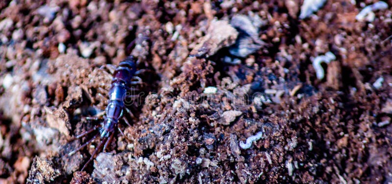 Abstract Background, Photograph of a Tree Trunk in the Process of ...