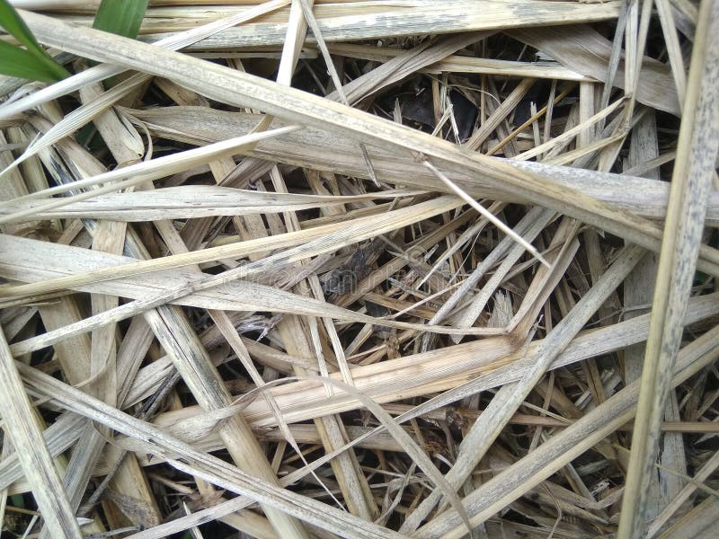 Abstract, Background Pile of Sugarcane Leaves Stock Photo - Image of ...
