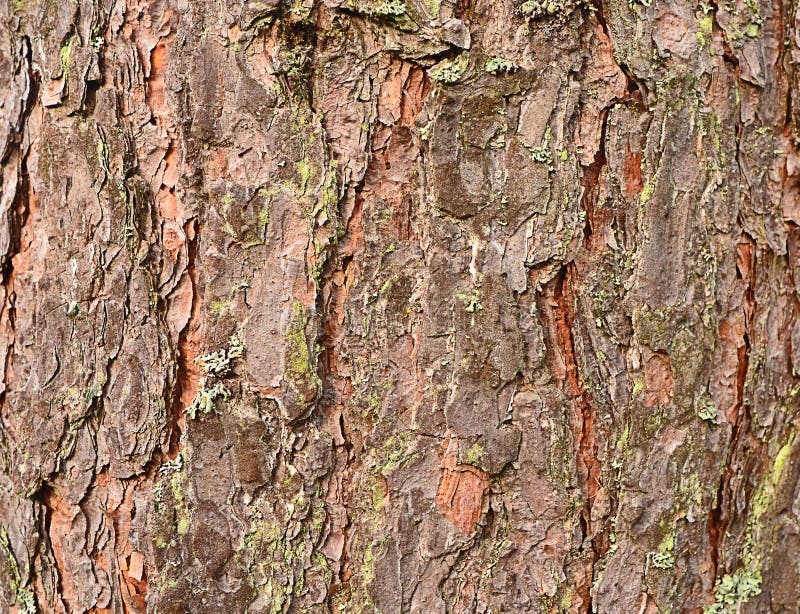 Abstract Background. Pine Bark Stock Image - Image of brown, scaly ...