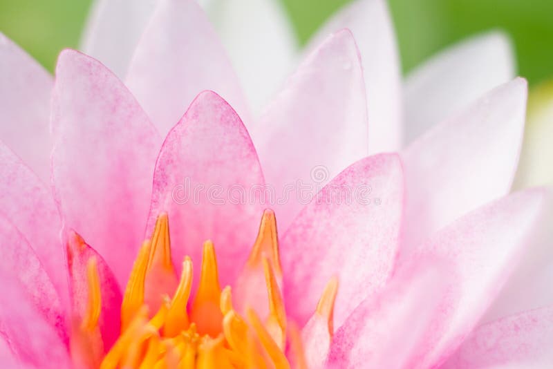 Abstract Background of Pink Water Lilly Stock Photo - Image of close ...