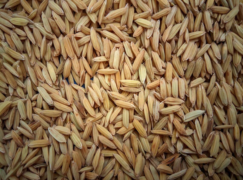 Abstract Background of Rice Seeds Drying in the Field Stock Image ...