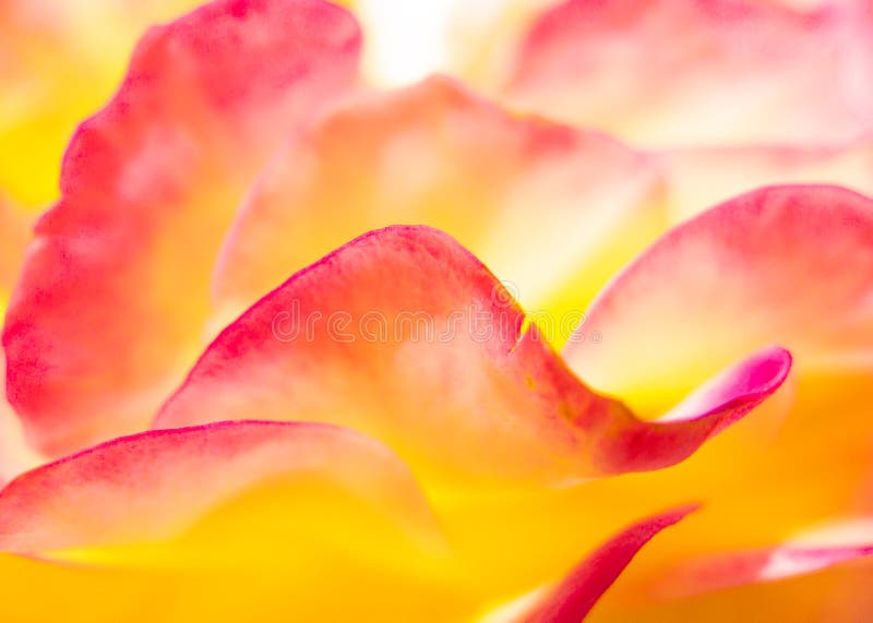 Red rose petals stock image. Image of pure, card, postcard - 1503287