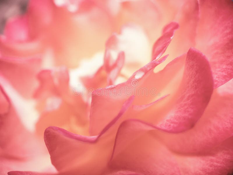 Abstract Background of Rose Petals Stock Photo - Image of petal ...