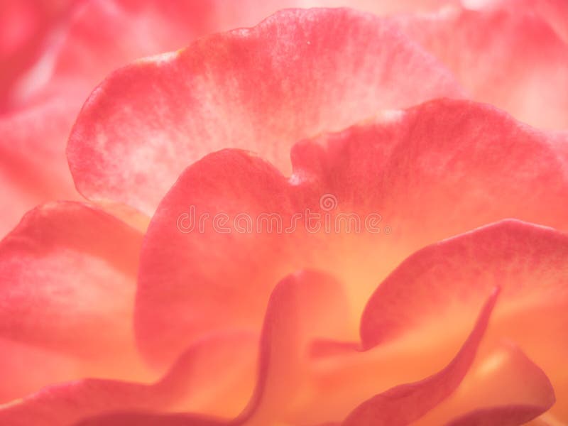 Abstract Background of Rose Petals Stock Photo - Image of beauty, pink ...