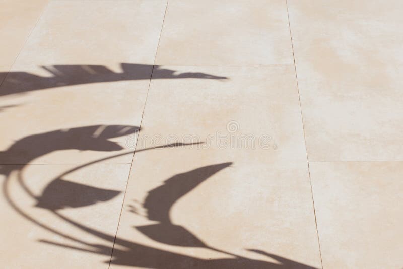 Abstract Background. Shadow from the Leaves of an Exotic Tree on the ...