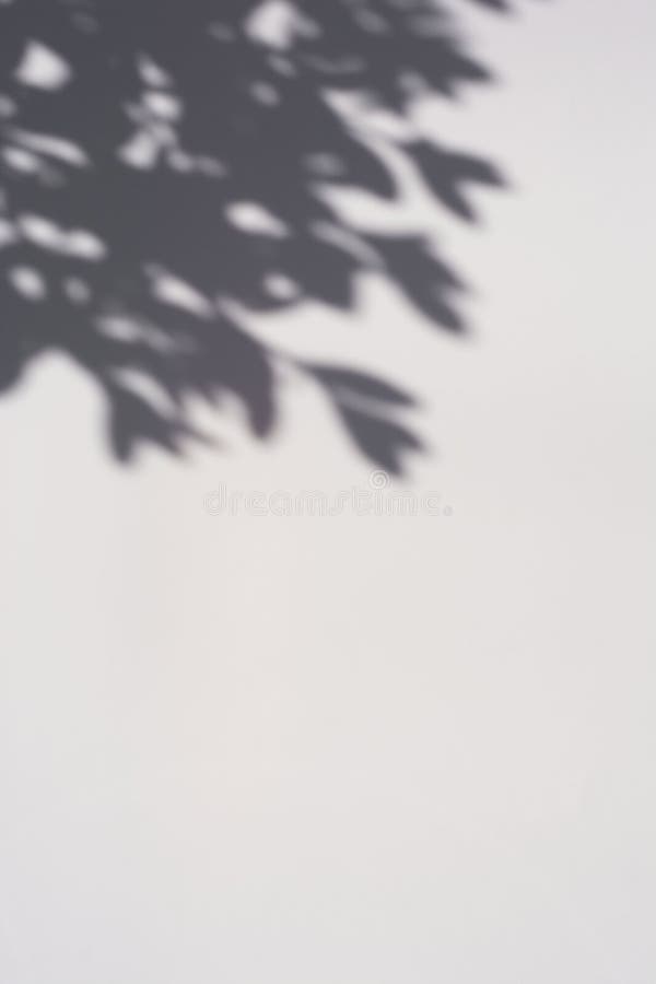 Abstract Background Shadows Botany Leaf on a White Background Stock ...