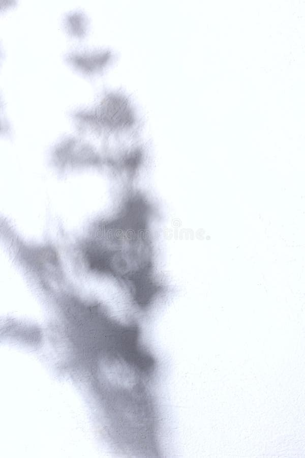 Abstract Background of Shadows Branch Leaves on Wall. Shadows Overlay ...