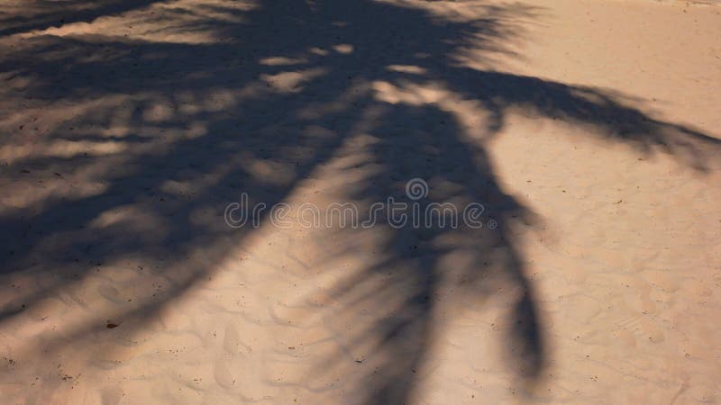Abstract Background of Shadows Palm Leaf in Wind Overlay on Sand Beach ...