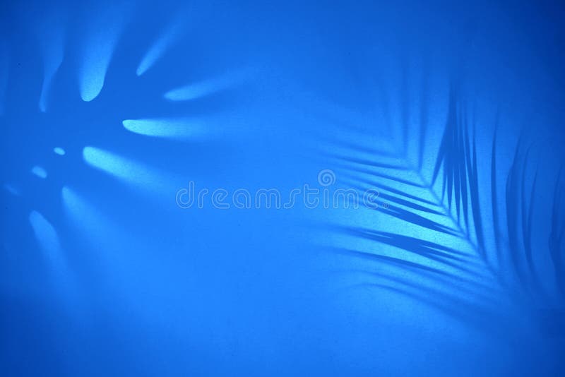 Abstract Background of Shadows Tropical Leaves on Pastel Backdrop in ...