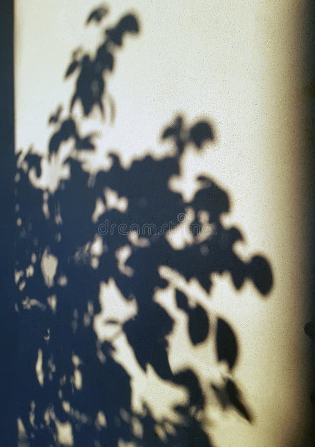 The Shadow of a Tree on a Wall Stock Photo - Image of craft, blank ...