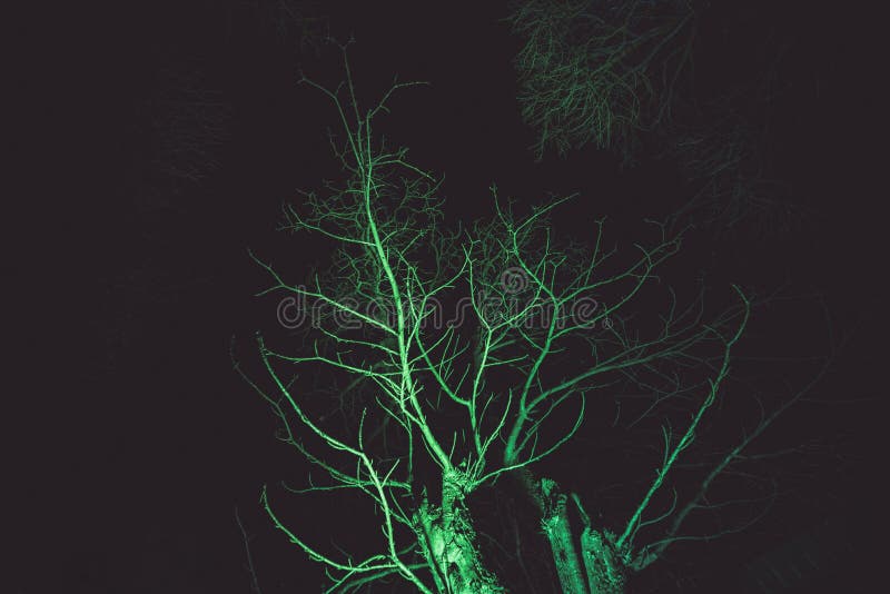 Abstract Background, Silhouette of Colourful Tree Branches Stock Image ...