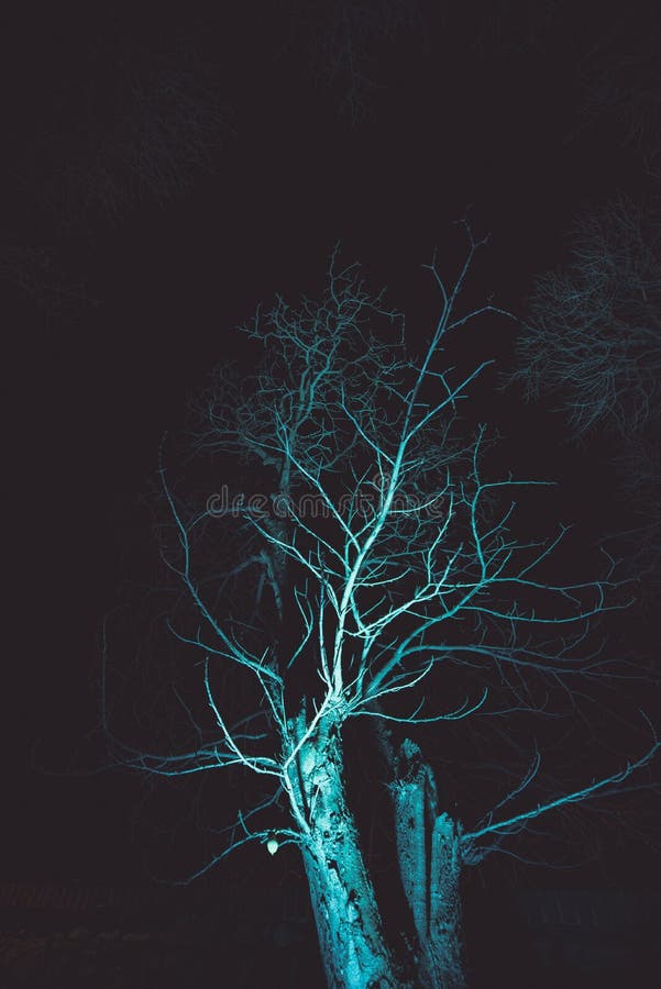 Abstract Background, Silhouette of Colourful Tree Branches Stock Photo ...