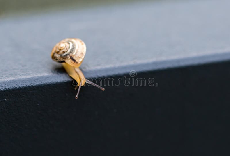 Abstract Background Slowness of Macro Image Snail Slowly Movements ...