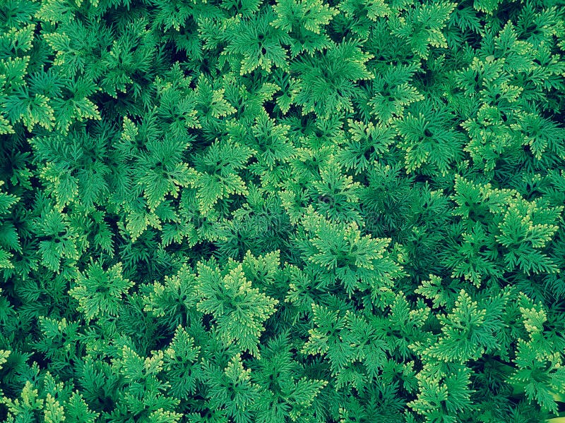 Abstract Background Spike Moss. Stock Image - Image of texture, fresh ...