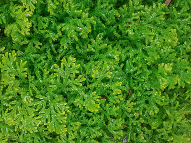 Spike Moss or Family Selaginellaceae Plant on Black Pot in a Garden ...