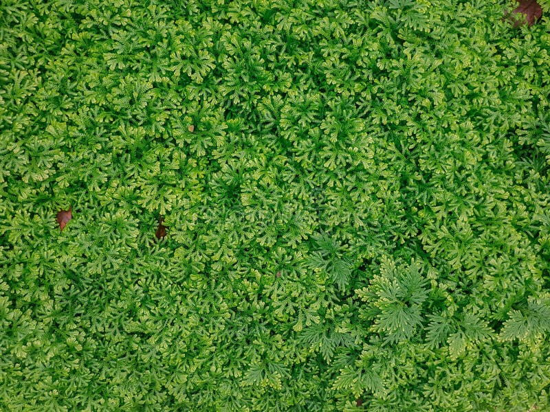 Abstract Background Spike Moss. Stock Image - Image of abstract ...