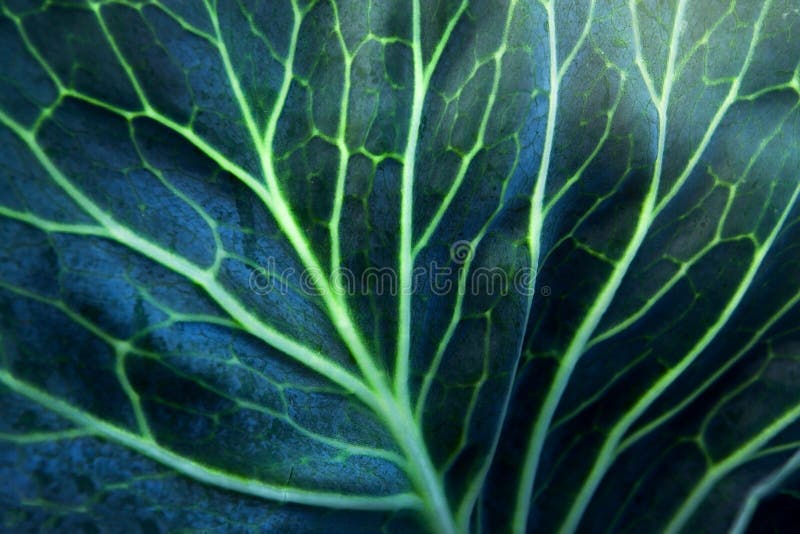 Abstract Background, Texture of Cabbage Leaves. Stock Photo - Image of ...