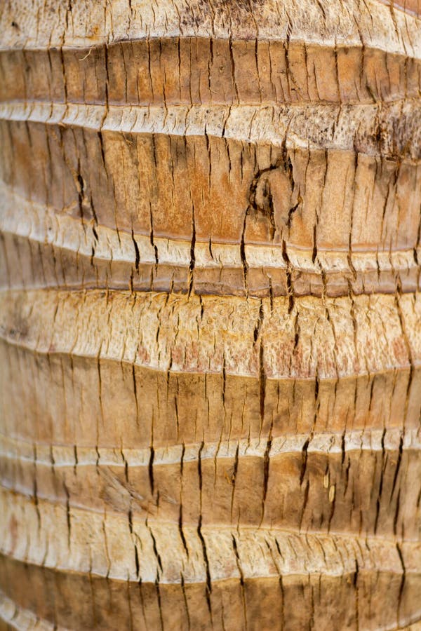 Abstract Background - Texture of Coconut Tree Bark (defocused) Stock ...