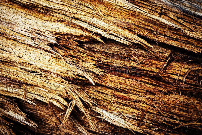 Detail decayed wood stock image. Image of surface, fallen - 106687853
