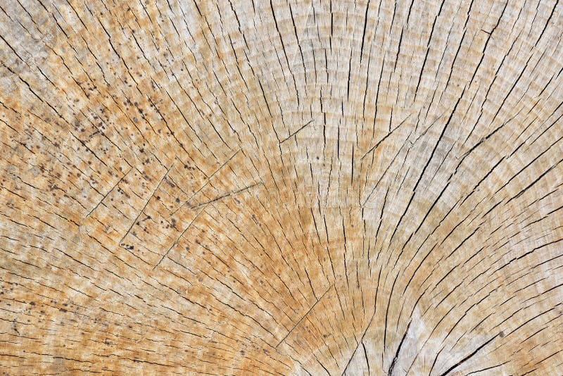 Abstract Background Texture of Freshly Chainsaw Cut Wood Stock Image ...