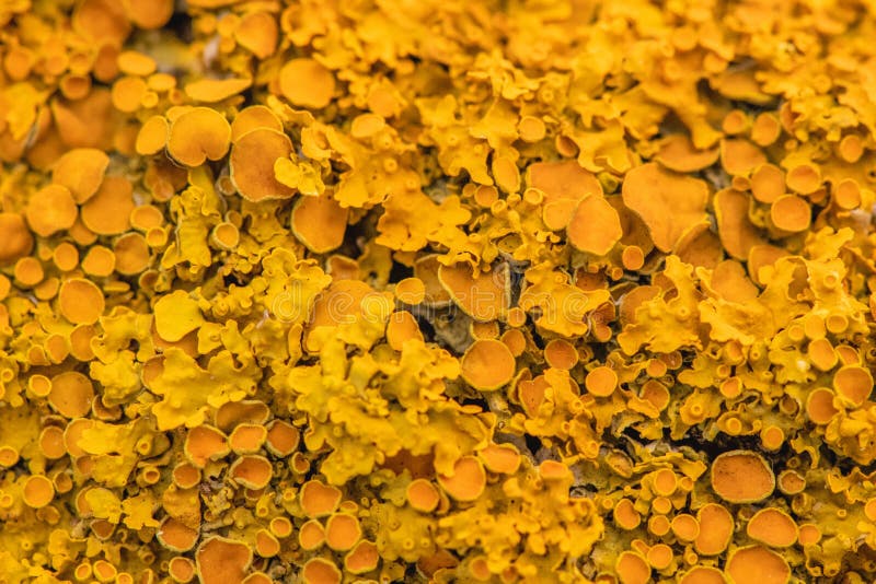 Abstract Background Texture of Mold on a Tree Bark Stock Photo - Image ...