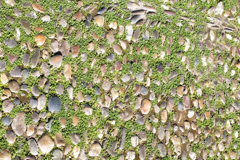 141 Od Green Texture Stock Photos - Free & Royalty-Free Stock Photos ...