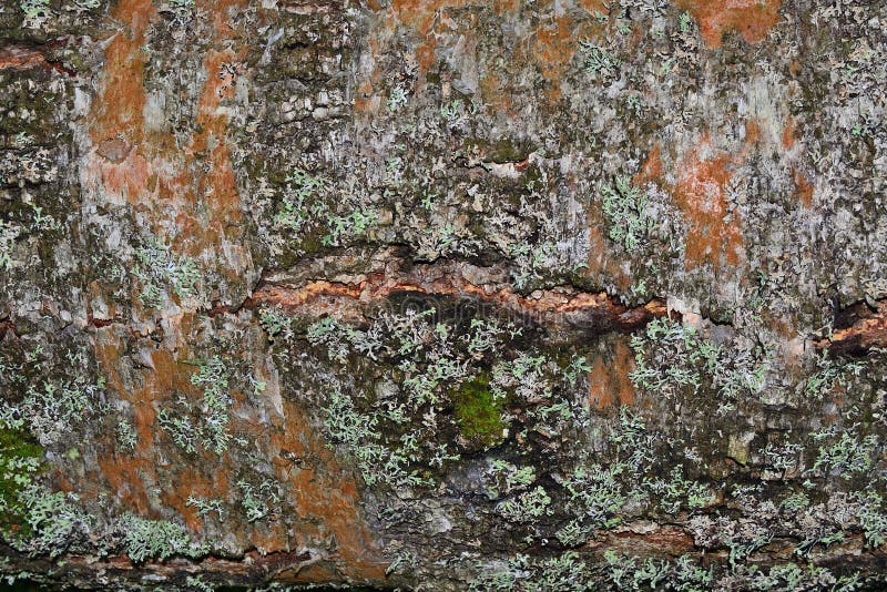 Abstract Background with Texture of Wet Tree Bark with Lichen Close-up ...