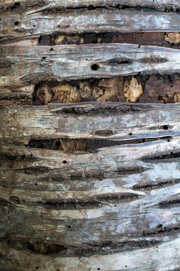Abstract Background-tree Bark Closeup Stock Photo - Image of tree ...