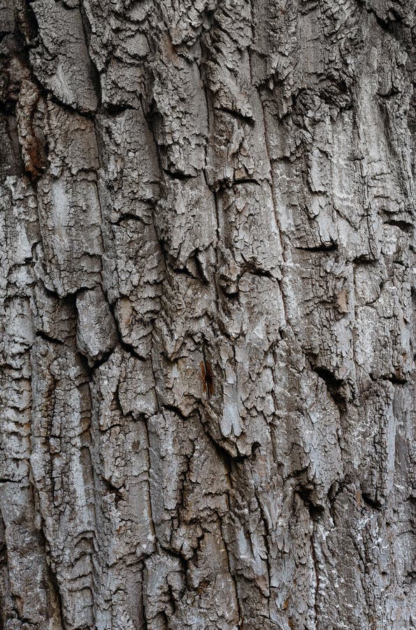 Abstract Background, Tree Bark Texture Stock Photo - Image of design ...