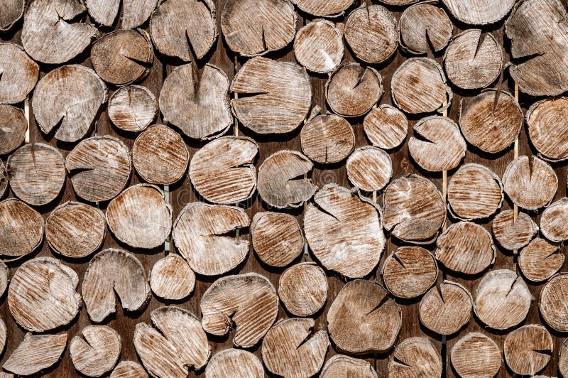 Abstract Background with Tree Trunk Sections Stock Photo - Image of ...