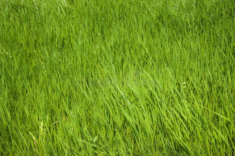 Abstract Background with Vivid Green Grass Stock Image - Image of ...
