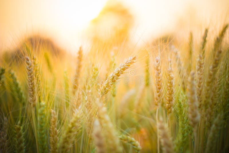 Abstract background stock image. Image of grass, field - 51701325
