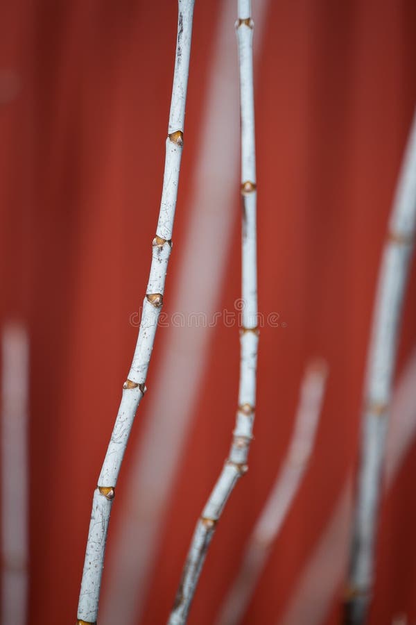 White Branches with a Red Background Stock Photo - Image of pattern ...