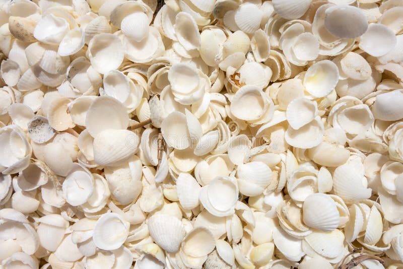 Abstract Background of White Shells at Shell Beach in Western Australia ...