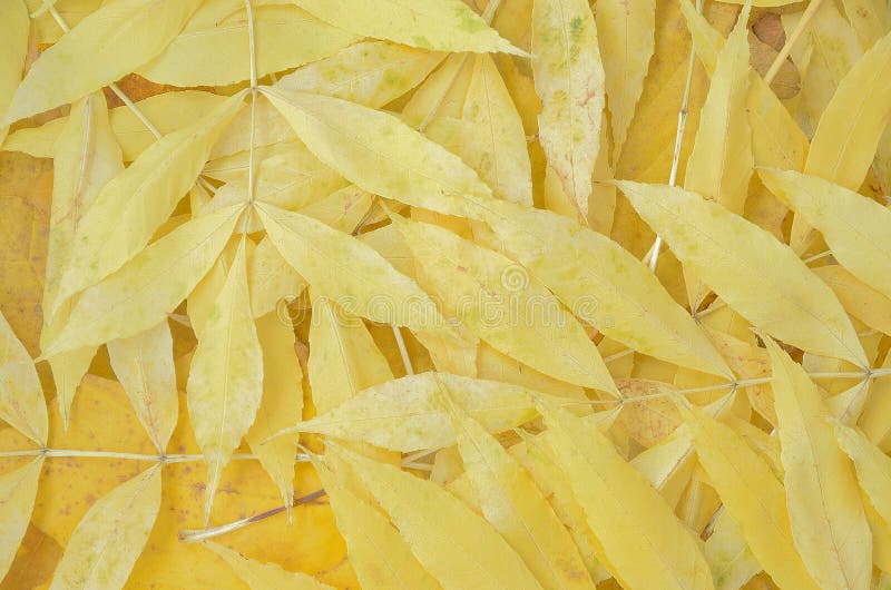 Abstract Background of Yellow Autumn Leaves Stock Image - Image of ...