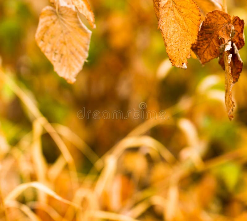 Abstract Background with Yellow Autumn Leaves on the Natural Bac Stock ...